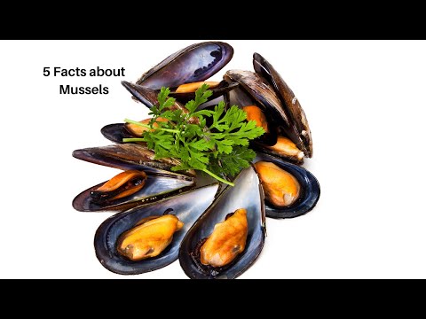 5 facts about Mussel