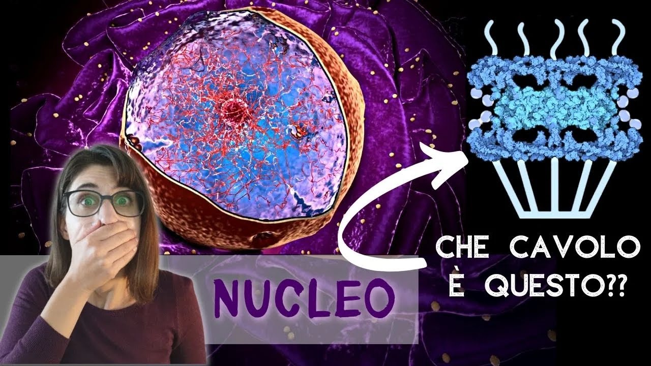 What's in the NUCLEUS (besides DNA)?