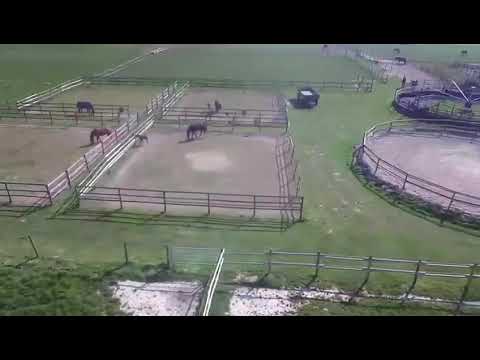 Jagfeld Quarter Horses
