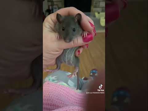 Baby Rattie Boys. Obsessed! #rats #petrats #shorts #animals #pets
