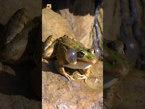 Frog Sounds ????