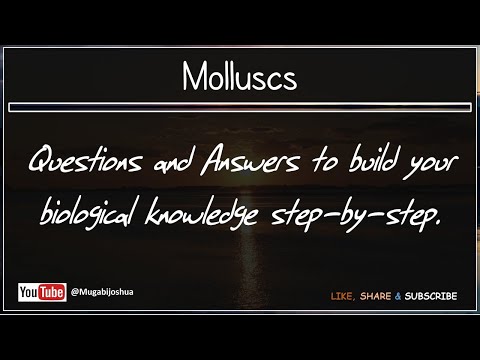 1 8 Molluscs