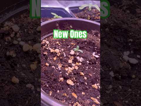 Start der neuen Cannabis Pflanzen #weed #dope #pot #shorts #viralvideo #reels #grow #cannabis