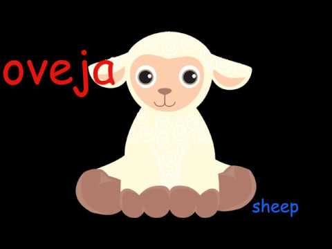 Rosie & Andy: Word of the Day - SHEEP / OVEJA