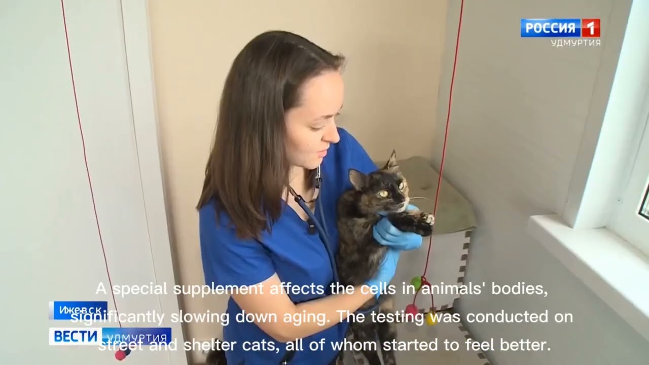 Russian Scientists Develop Anti-Aging Food for Cats