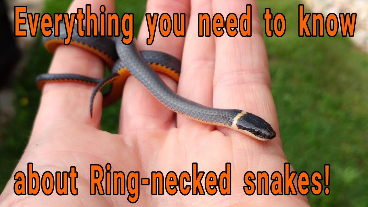 Everything you need to know about Ring-necked snakes! (Diadophis punctuatus)
