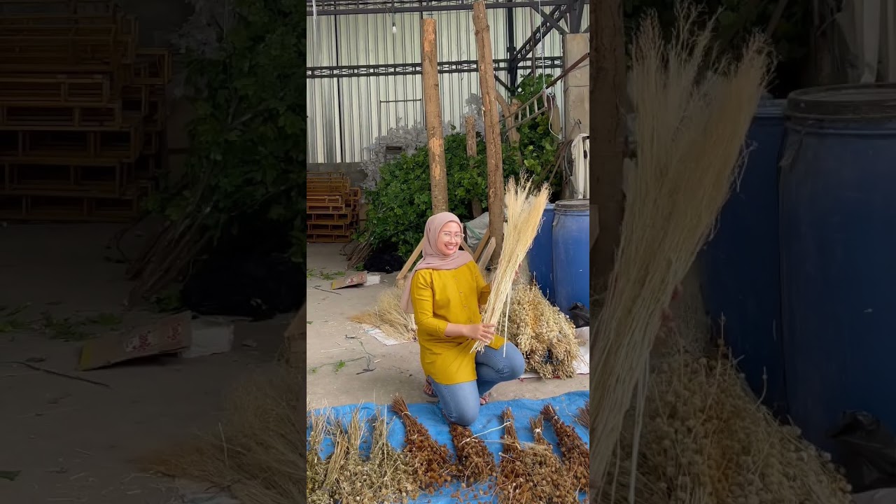 Bunga kering cantik, awet, dan tahan lama ! #bungakering #driedflower #tanamanliar #dekorasi