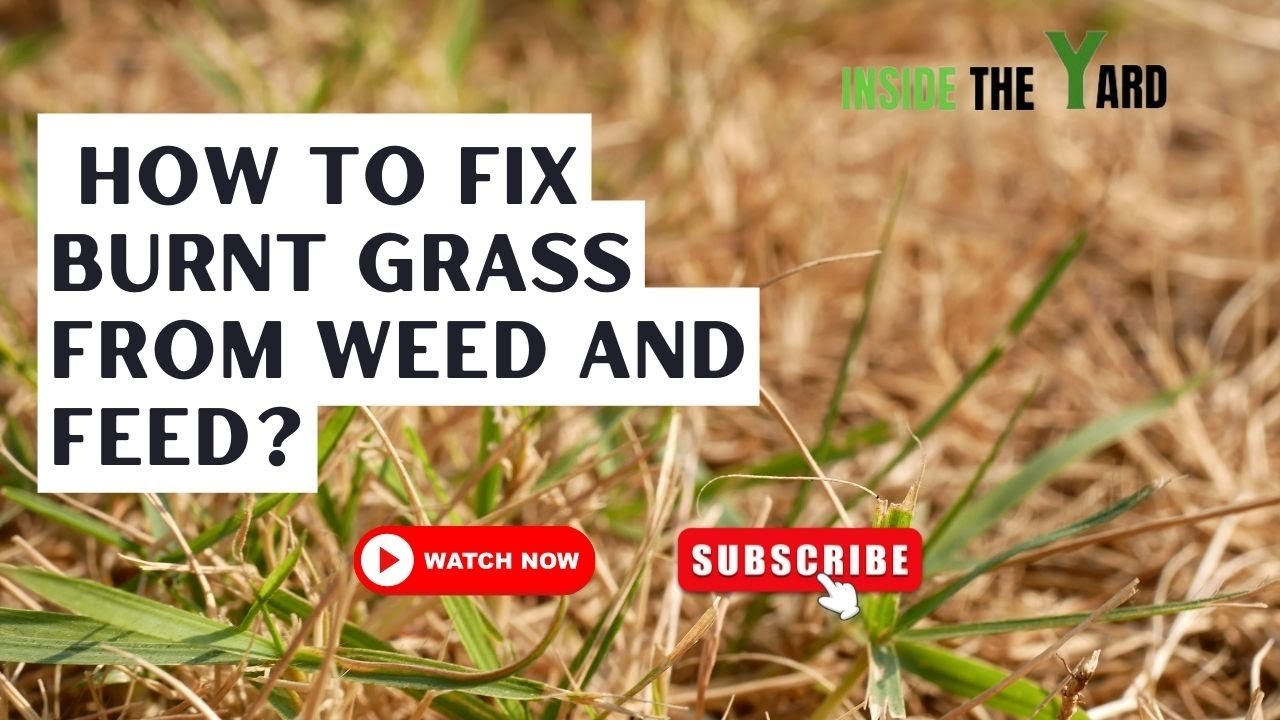 How to Fix Burnt Grass from Weed and Feed:?