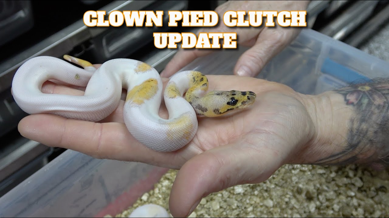 Clutch Update! Combo Clown Pied Ball Python!