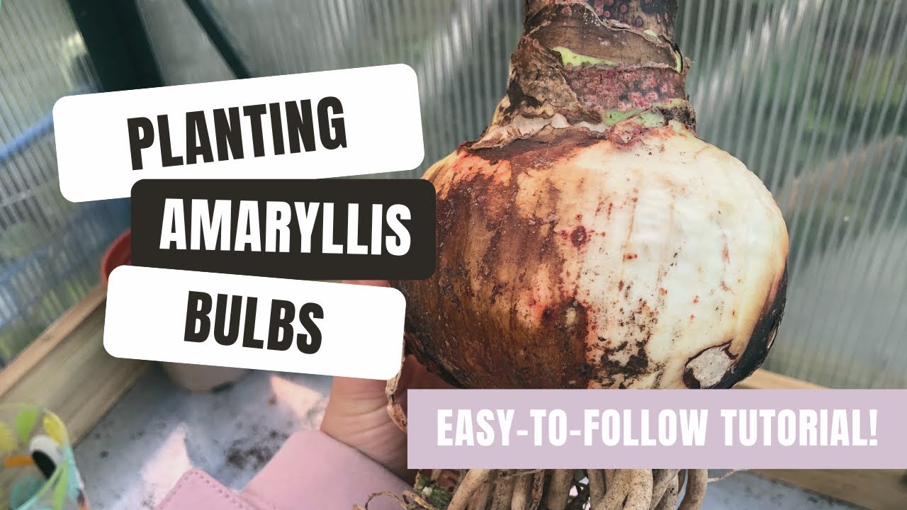 How To Plant Amaryllis Bulbs - Easy Tutorial!