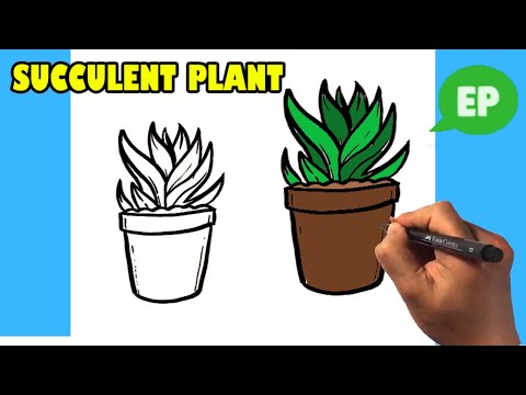 How to Draw Succulent Plant - Easy Pictures to Draw