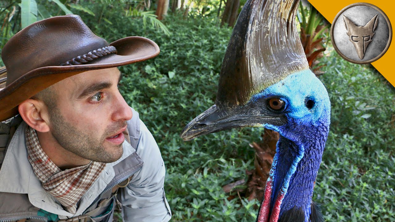 Man vs Cassowary!