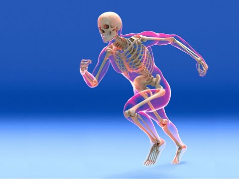 Appendicular Skeleton Part 1