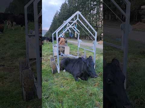 High-tech way of lifting Down Cow 🐄 #farmlife #shorts