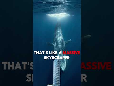 Just How Big is a Blue Whale?