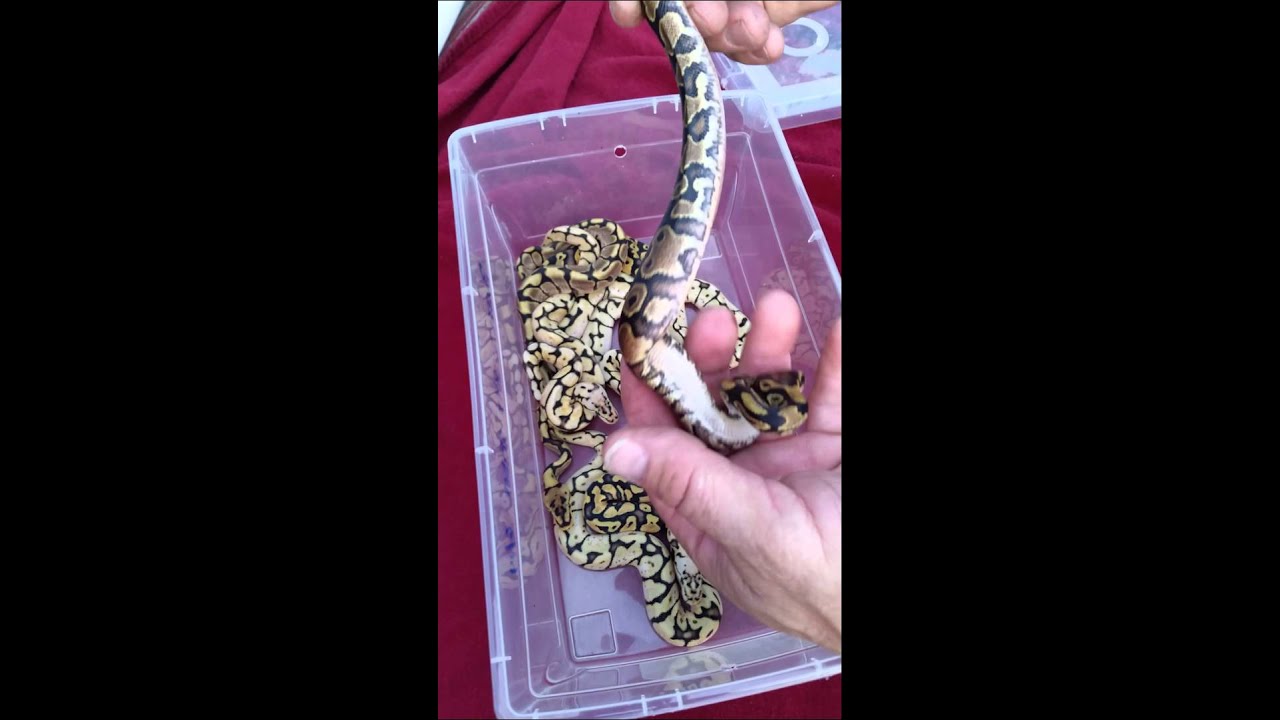 Killerbee calico