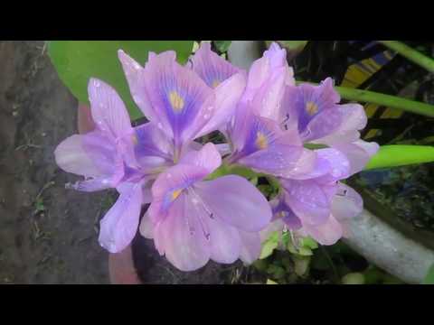 Water Hyacinths - Eichhornia crassipes
