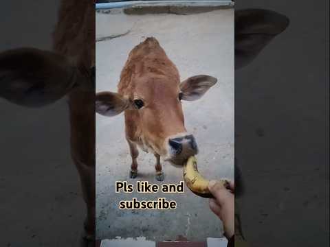 durga baby daily life vlog 1m, durga baby daily life vlog 1m xxv, xxv, #shortsfeed #trendingshorts
