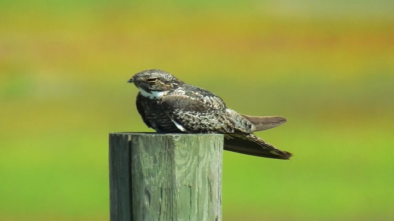 Common Nighthawk - Pat O'Neil Bird ID's
