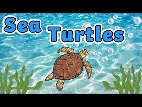Sea Turtle Facts for Kids! | Sea Turtle Life Cycle | Sea Turtles