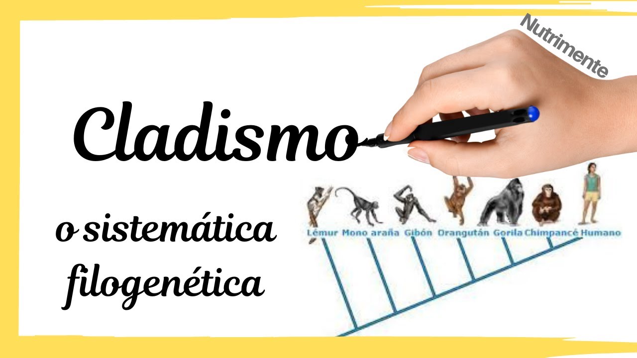 ¿Cuál es la base de la clasificación filogenética? – ACUT.NET