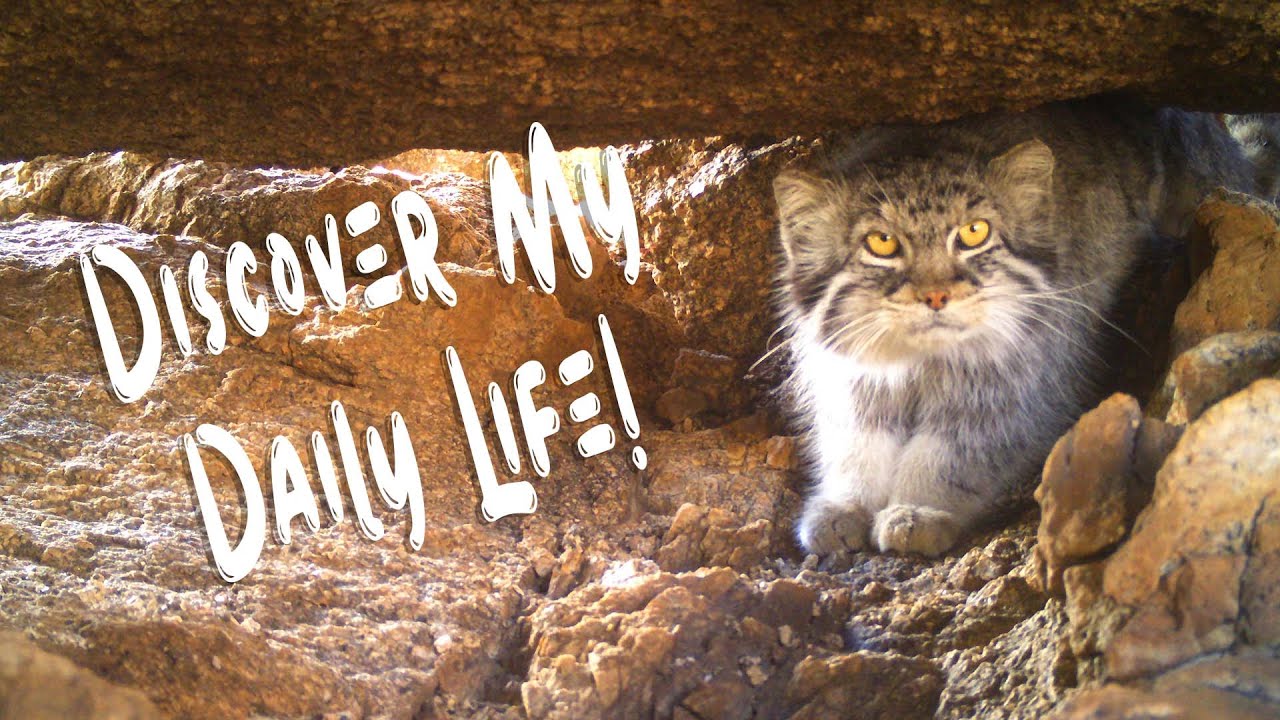 The secrets life of Pallas's cat