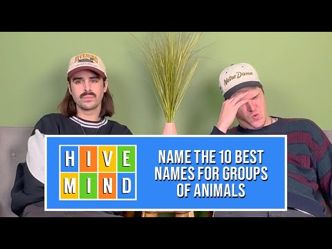 Guessing The 10 Best Names For Groups of Animals