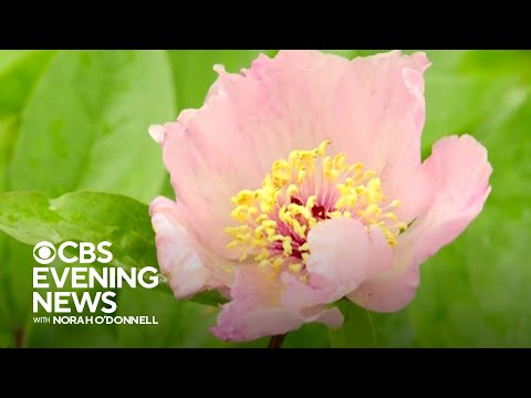 How a secret Delaware garden reemerged during the pandemic