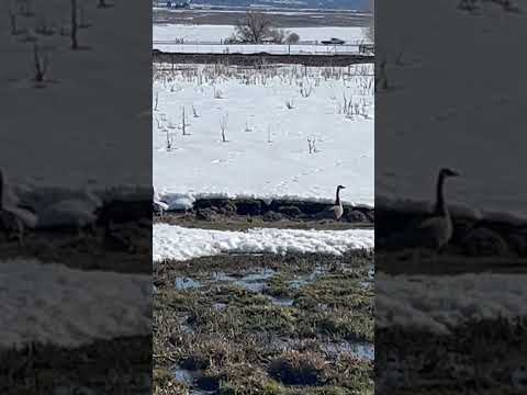 The geese are back, I hope that means spring is on its way!