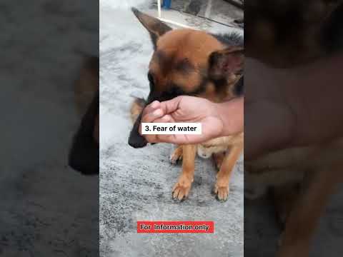 Symptoms Of Rabies In Dogs #shorts #dog