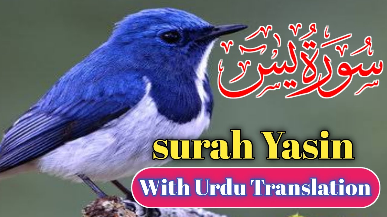 Surah Yasin Yaseen with Urdu Translation Quran Tilawat Beautiful Voice ...