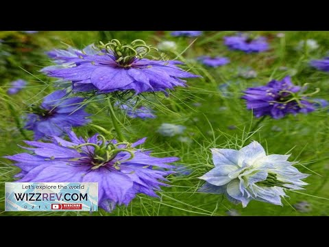 Flowers Love-in-a-Mist – Seeds Review