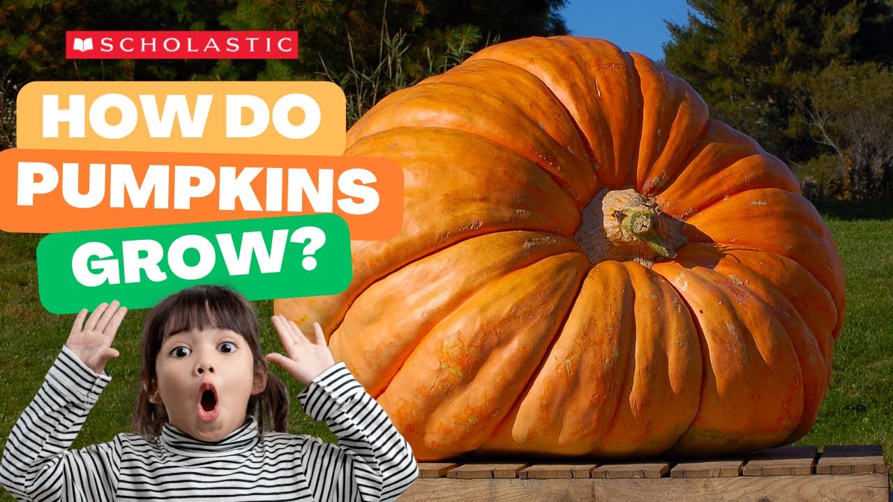 A Pumpkin 🎃 Grows  | STEM for Kids