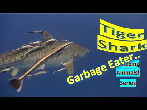 Tiger Shark facts 🦈 large macropredator, capable of attaining a length over 5 meters