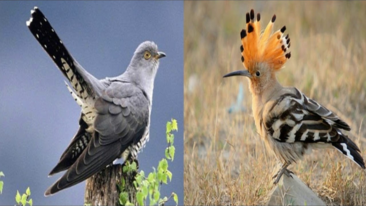 Download Cucu Si Pupaza MP3