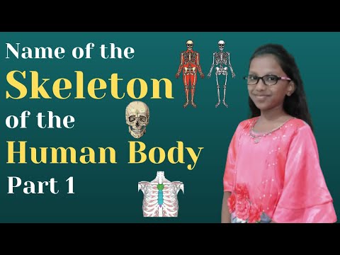 Names of the Skeleton of the Human Body Parts | Part 1 |