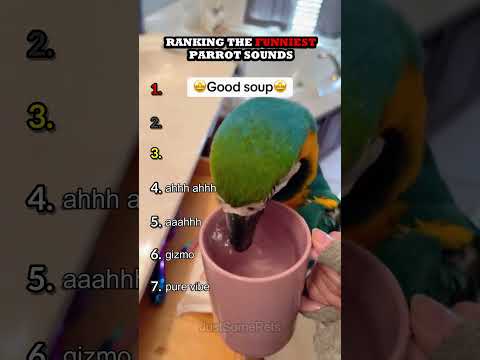 Ranking The Funniest Parrot Sounds