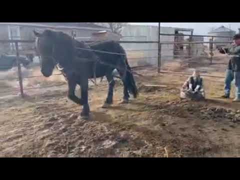 Draft Horse