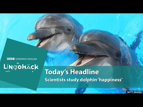 Key words and phrases: dolphinariums, in captivity, human-animal bonds, in the wild