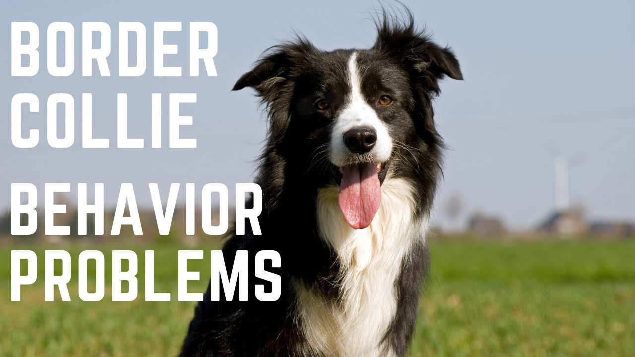 Border Collie behavior and  Border collie behavior problems