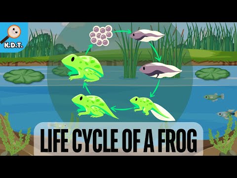 Life Cycle of a Frog | Educational videos for kids