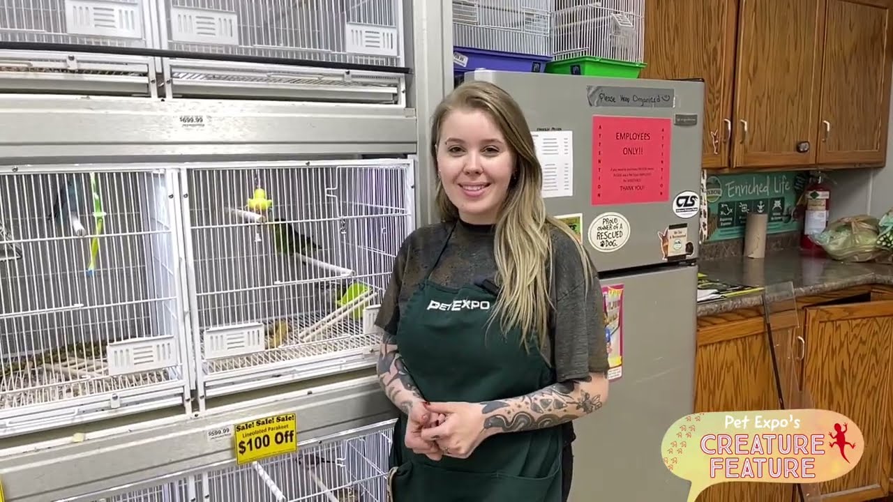 Pet Expo's Creature Feature: Lineolated Parakeets