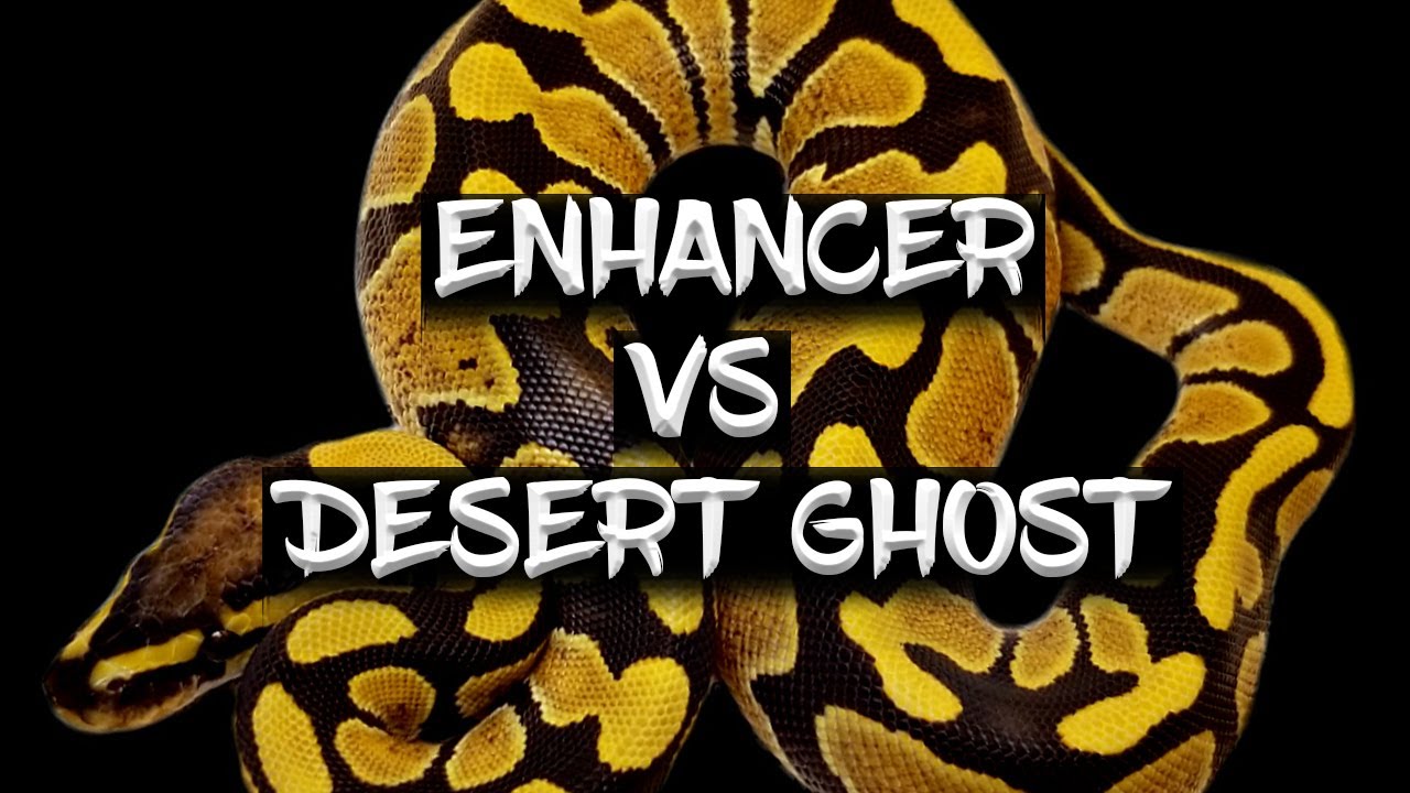 The 'Enhancer' vs 'Desert Ghost' Ball Python Genes