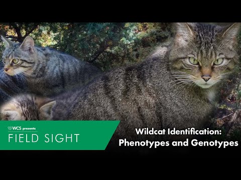 Wildcat Identification