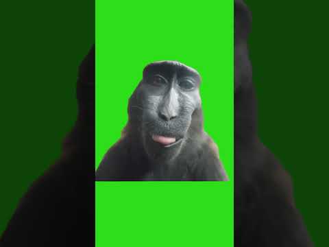 Rizz monkey Smiling green screen #meme #funny #lol