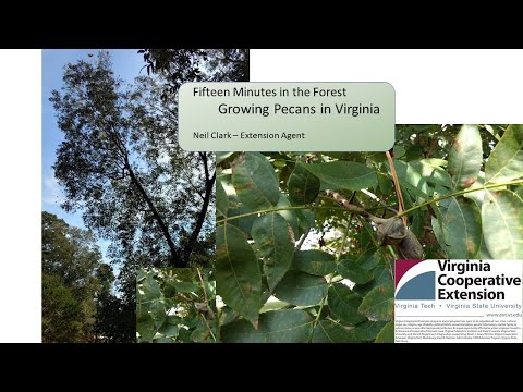 Fifteen Minutes in the Forest: Growing Pecans in Virginia