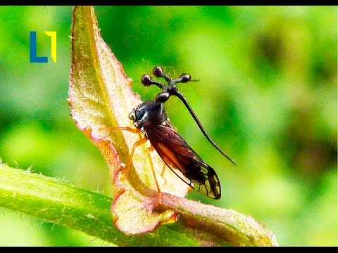 Los 10 Insectos más peligrosos de la Tierra | Diario Humano