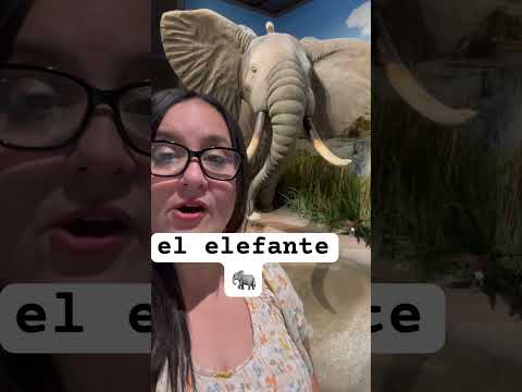 Learn Spanish! el elefante 🐘 (elephant) #elephant #easyspanish #zoo #spanish #elefante