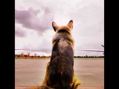 Some People Don't Deserve Loyalty ππ’ || Dog's Loyalty