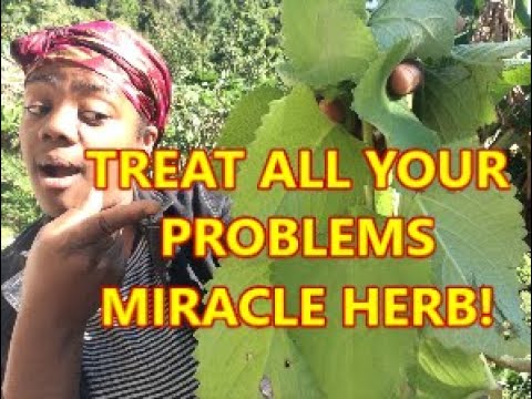 TREAT ALL YOUR PROBLEMS -THE MIRACLE HERB CUBAN OREGANO - PLECTRANTHUS AMBOINICUS - Country Living